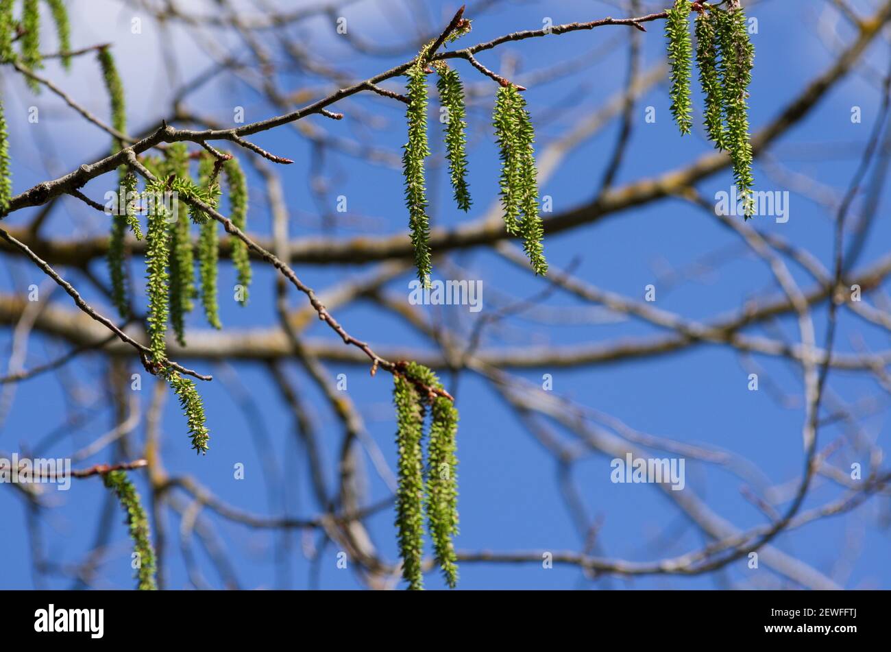 Scene of poplar hi-res stock photography and images - Alamy