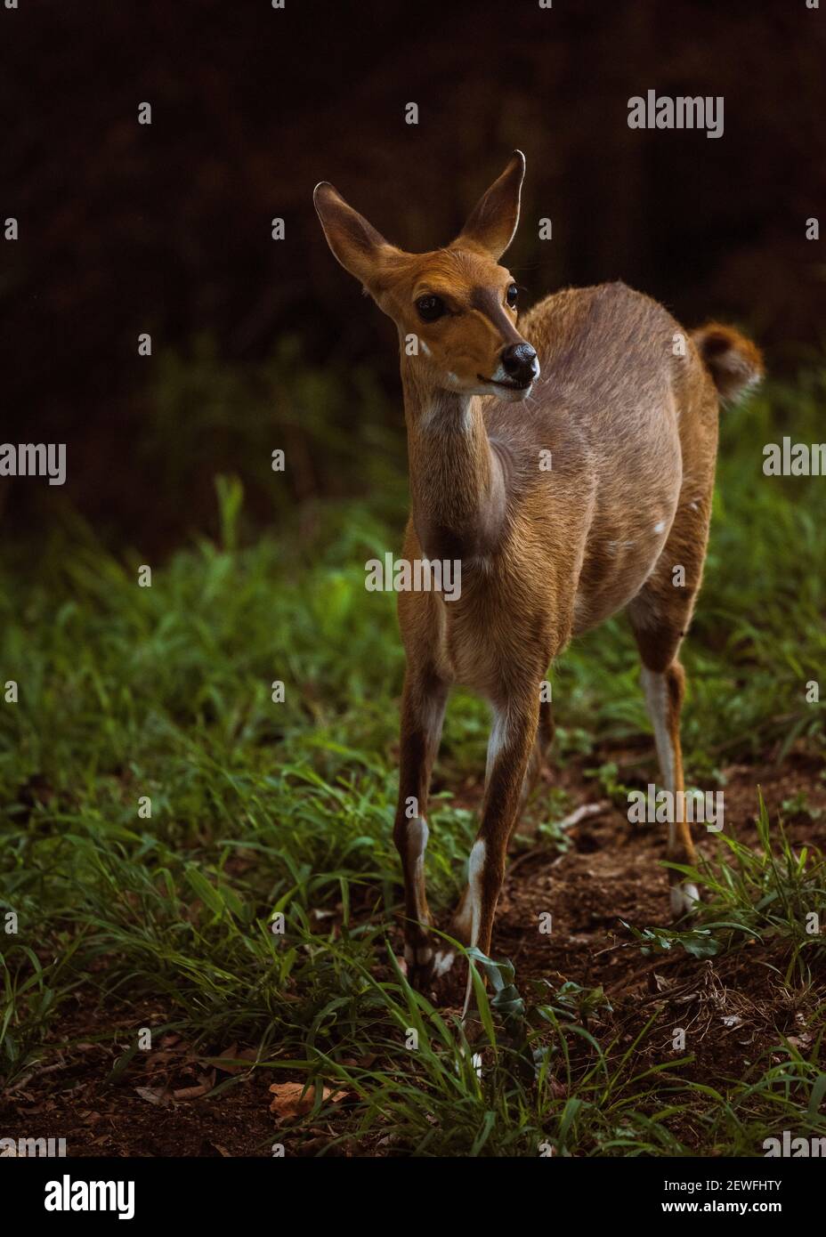 Cape Bushbuck (Imbabala); Kruger National Park, South Africa; 17/12 ...