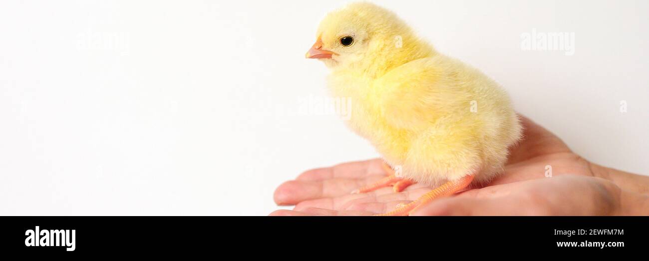 cute little tiny newborn yellow baby chick in kid's hand on white ...