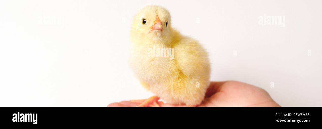 cute little tiny newborn yellow baby chick in kid's hand on white ...