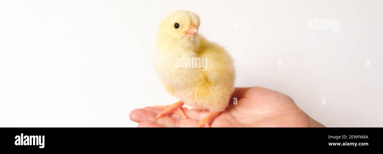cute little tiny newborn yellow baby chick in kid's hand on white ...