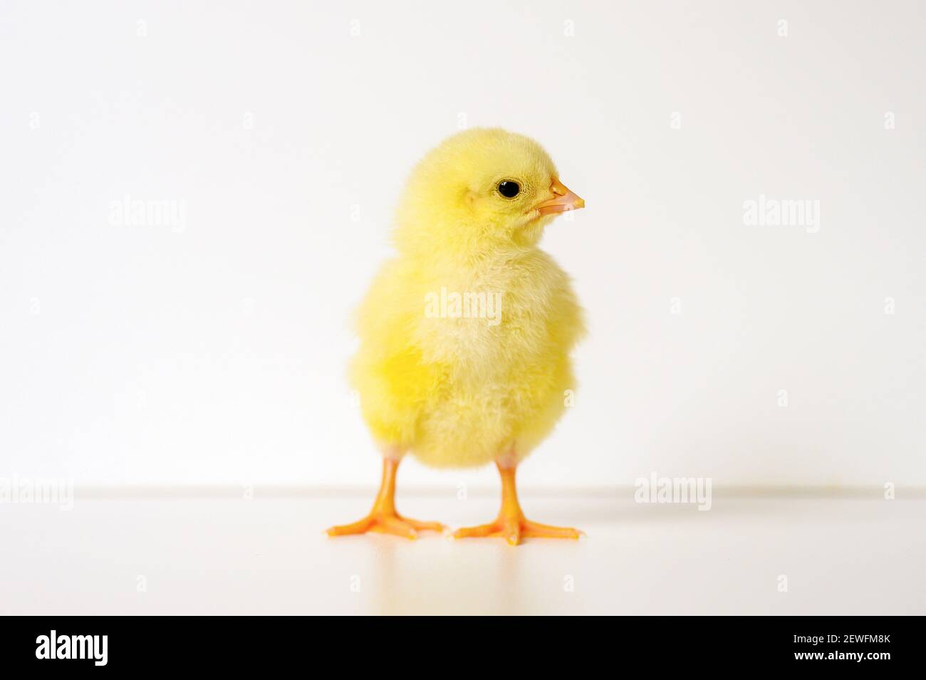 cute little tiny newborn yellow baby chick on white background Stock ...