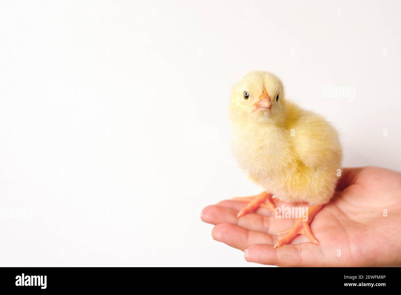 cute little tiny newborn yellow baby chick in kid's hand on white ...