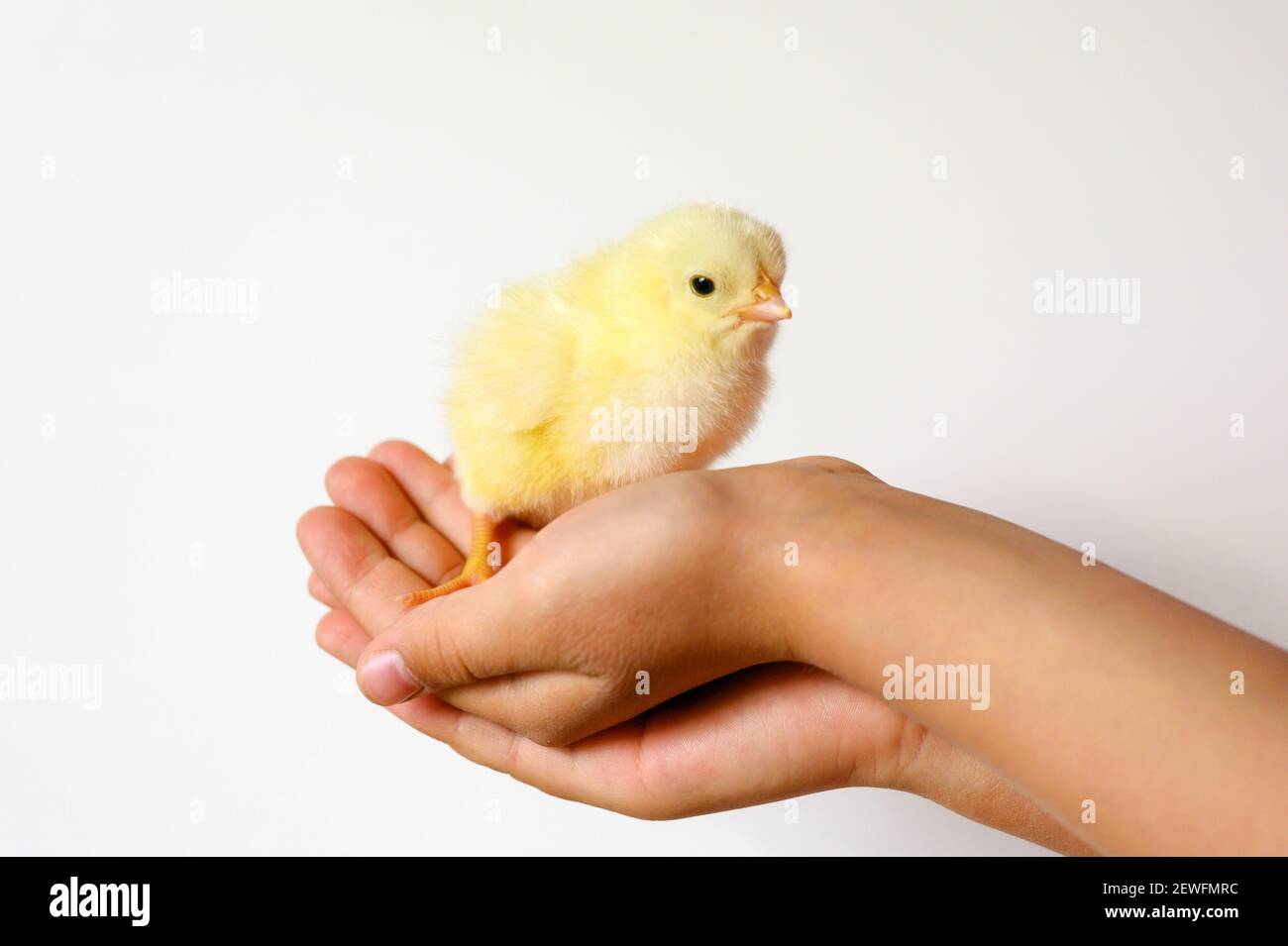 cute little tiny newborn yellow baby chick in kid's hands on white ...