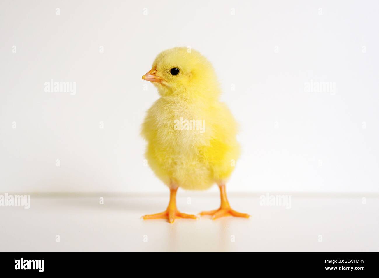 cute little tiny newborn yellow baby chick on white background Stock ...