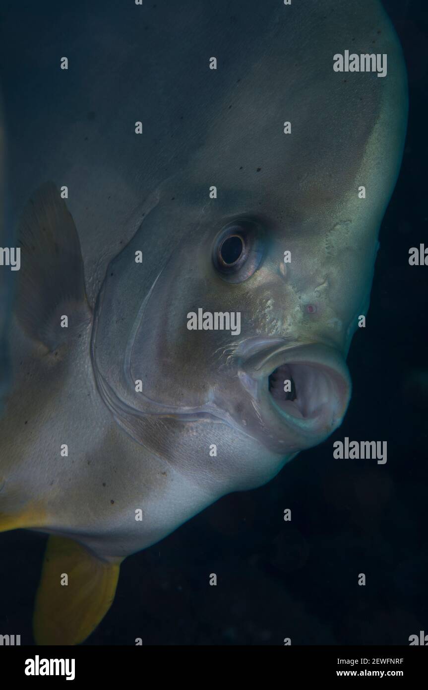 Tall-fin Batfish, Platax teira, Scuba Seraya house reef dive site ...