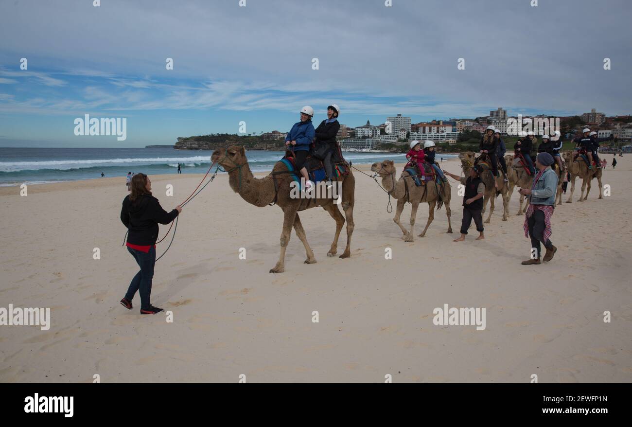 Australia camels wild hi-res stock photography and images - Alamy