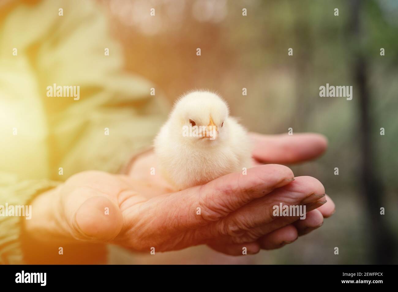 Very Tiny Baby Chicken