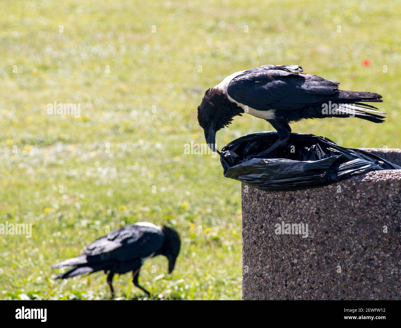 Black and white crows scavenging from garbage Stock Photo - Alamy