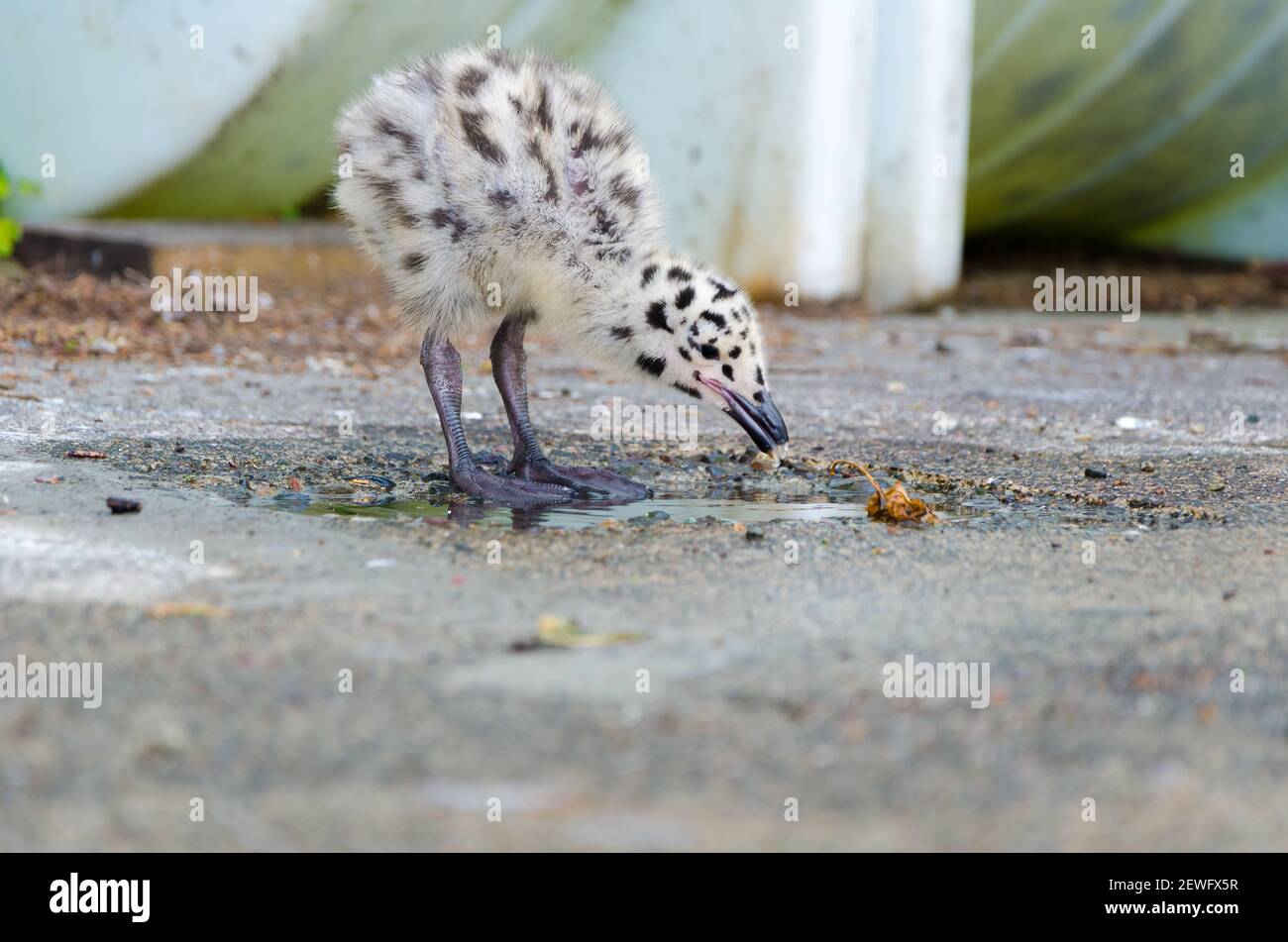 WHITE BIRD WITH BLACK STAINS Stock Photo - Alamy
