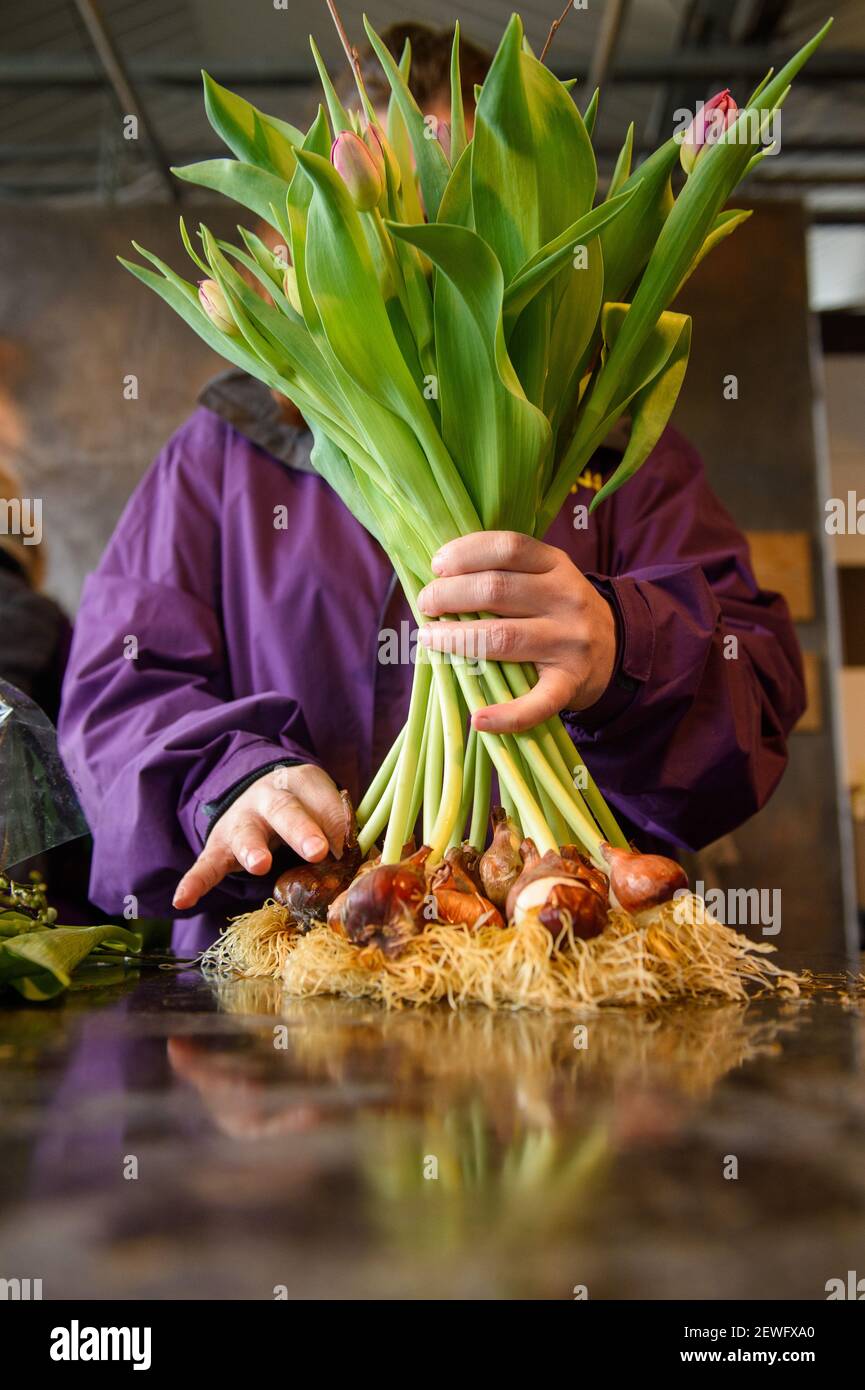 Tulip virus hi-res stock photography and images - Alamy