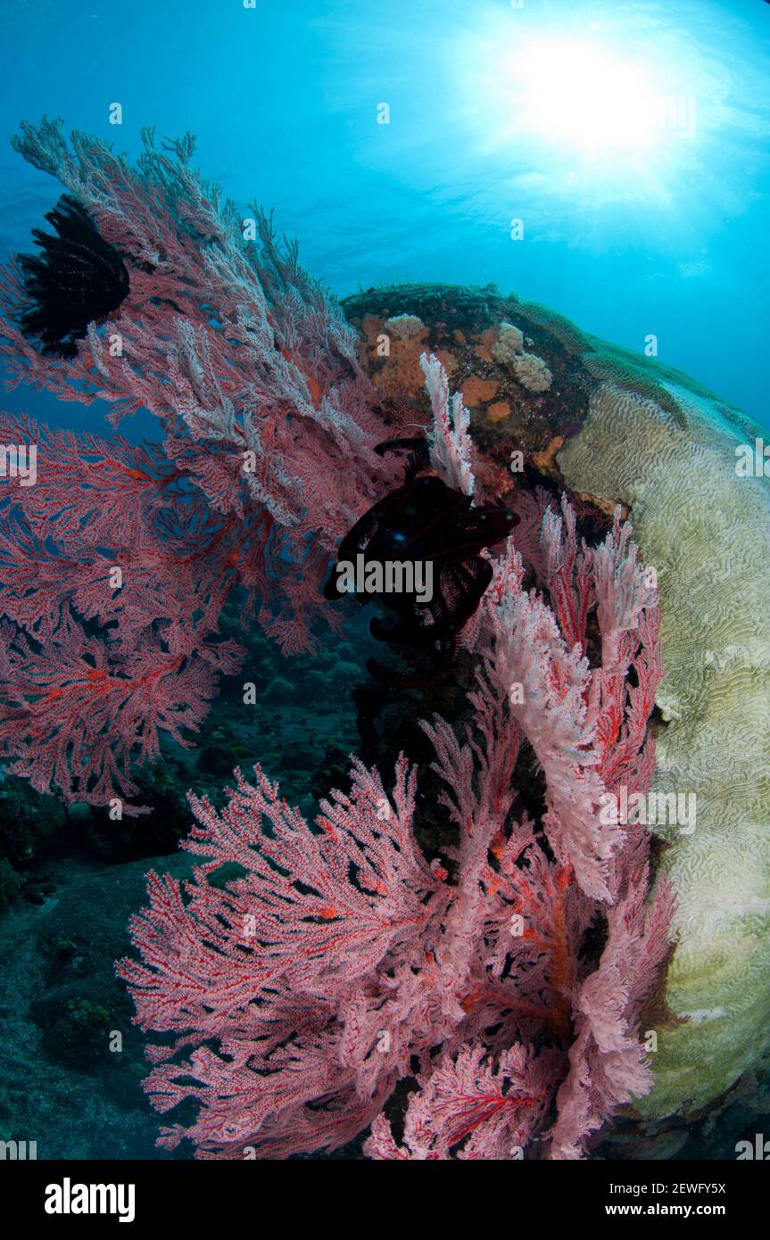 Sea Fan coral, Melithaea sp, with sun in background, Ash Point dive ...