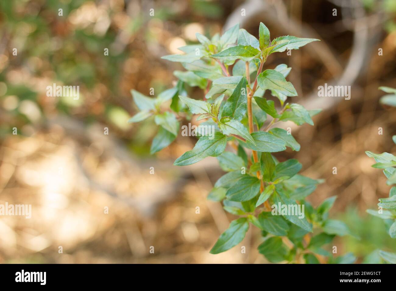 Distally acute proximally rounded leaves of Climbing Penstemon ...