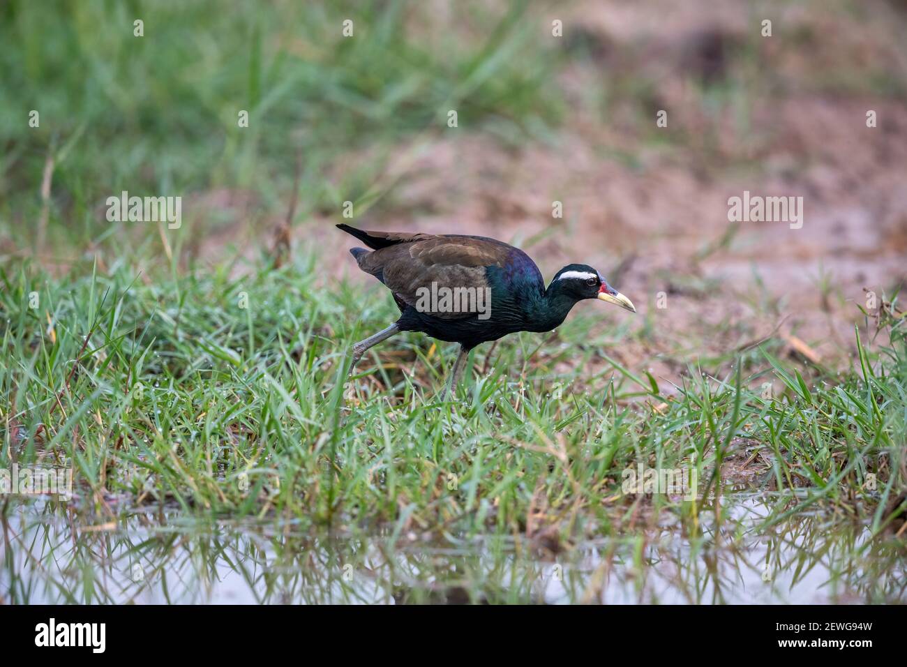 Bronze winged jacana in thailand hi-res stock photography and images ...