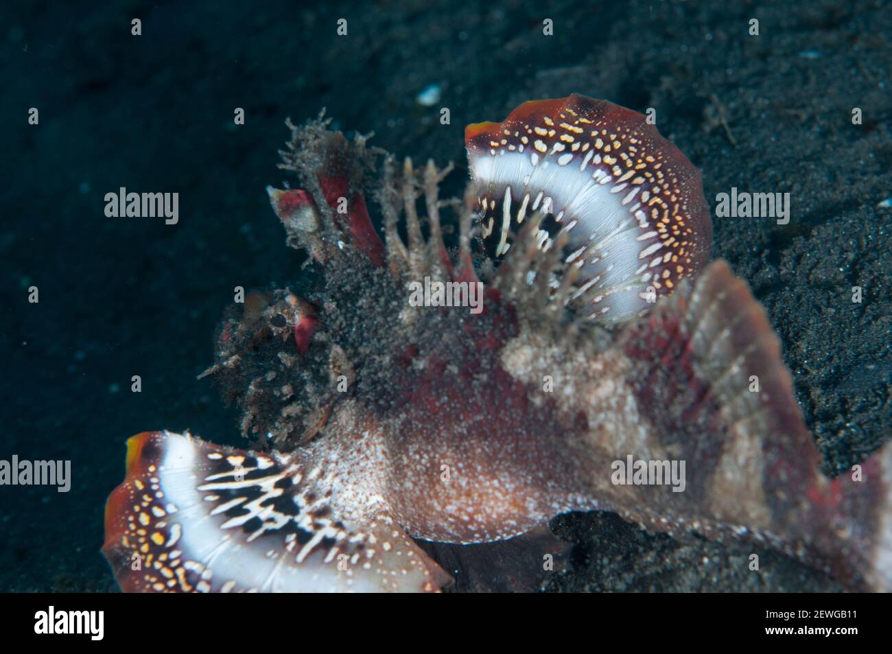 Spiny Devilfish, Inimicus didactylus, showing colorful underside of ...