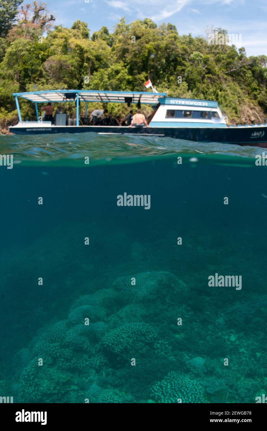 Potato Coral, Pavona clavus, under dive boat, Pulau Putus dive site ...