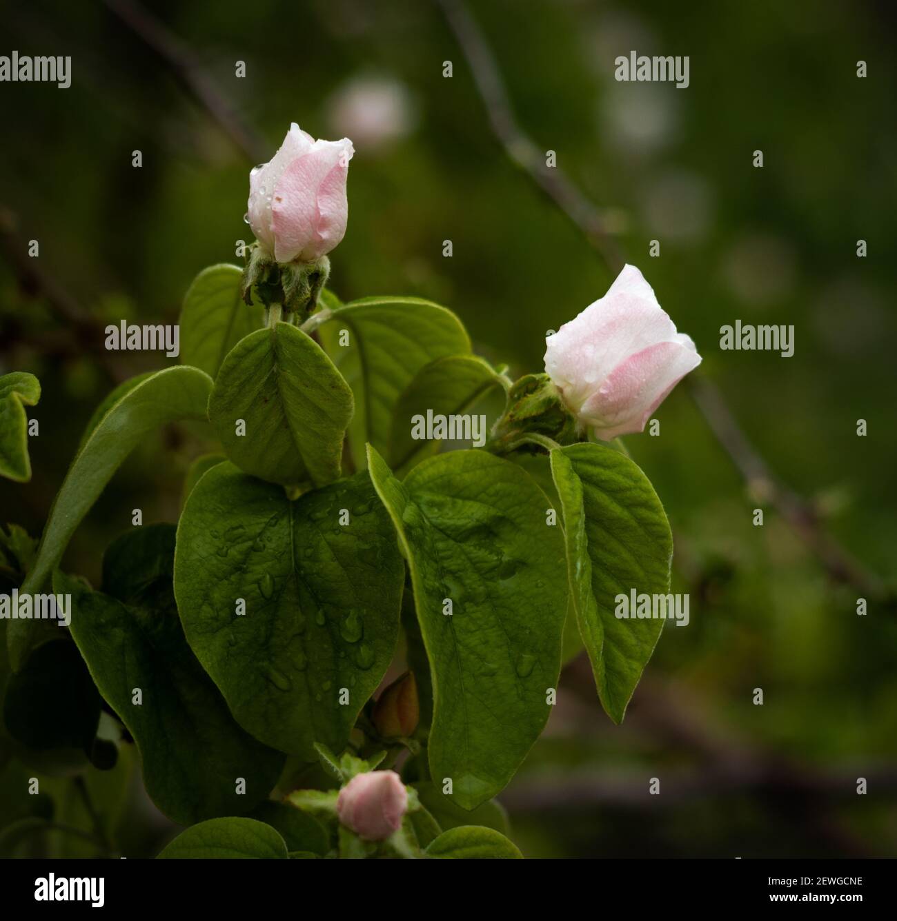 blooming white flowers of a quince tree in a garden on March Stock ...