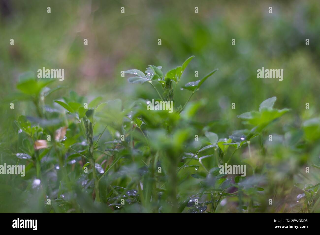 Grass texture night hi-res stock photography and images - Alamy