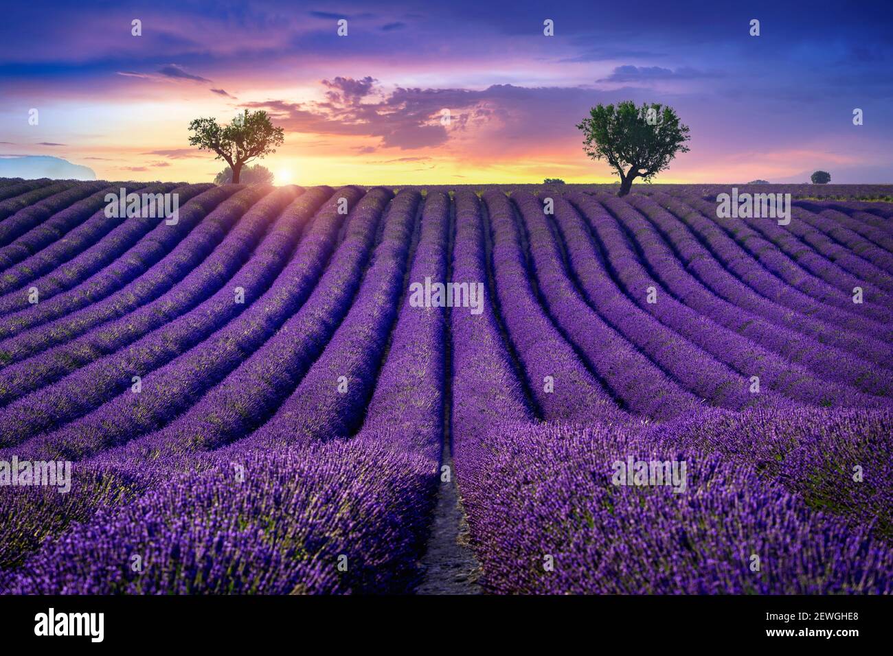 Beautiful lavender field hi-res stock photography and images - Alamy