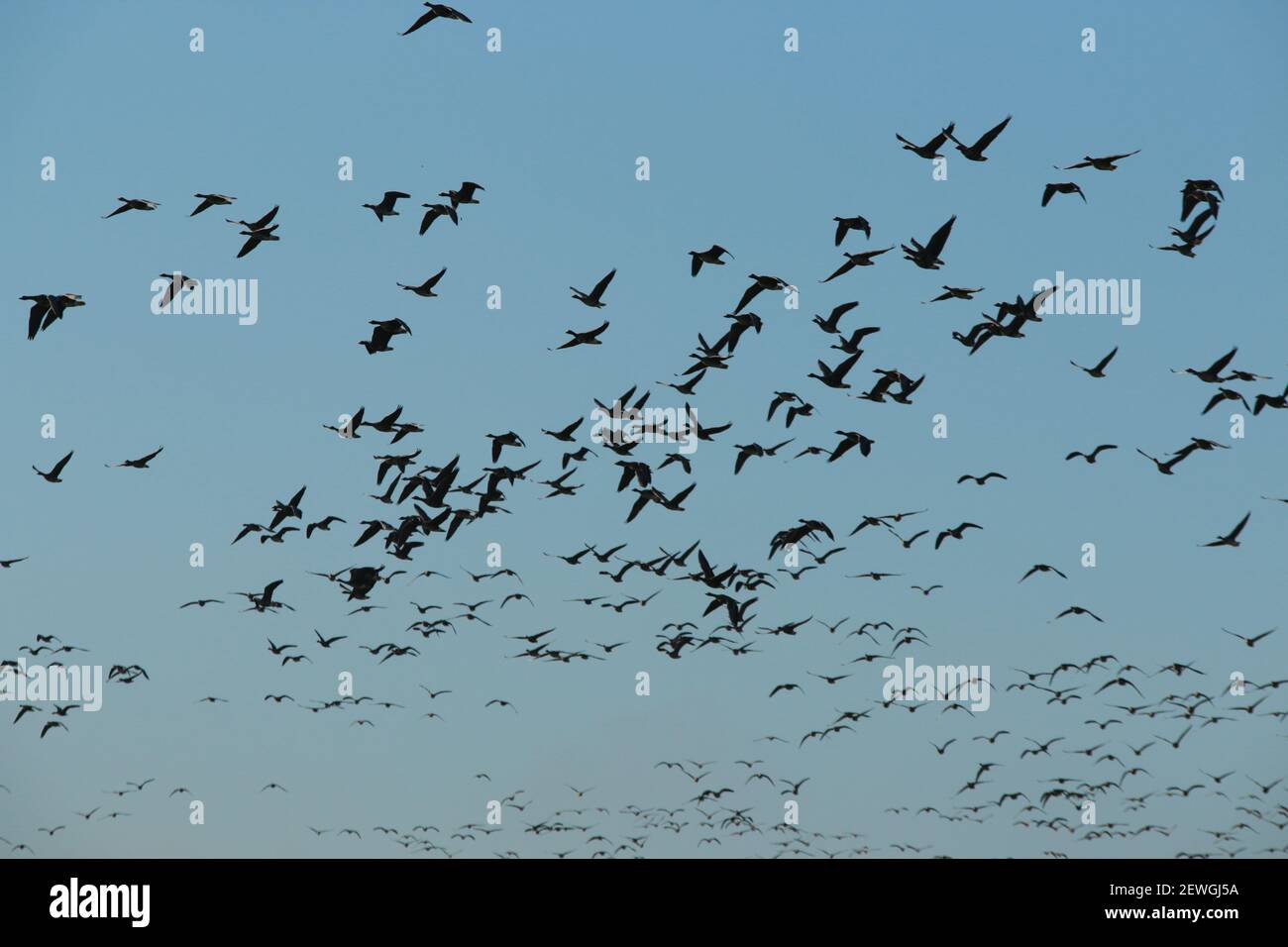 A flock of migratory birds in the sky Stock Photo - Alamy