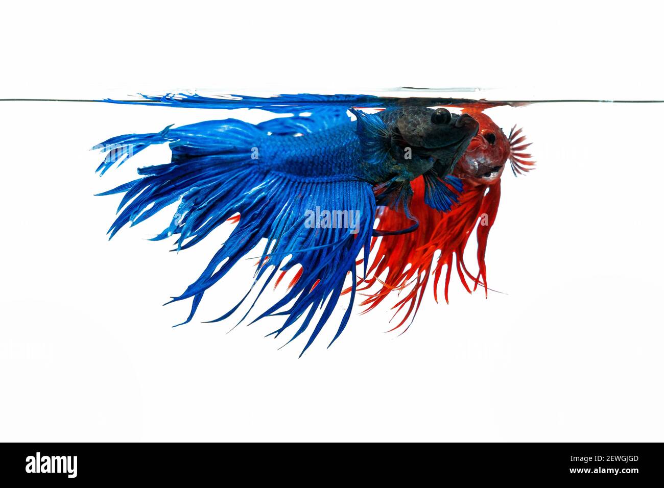 Blue and red betta fish, fighting fish isolated on white background ...