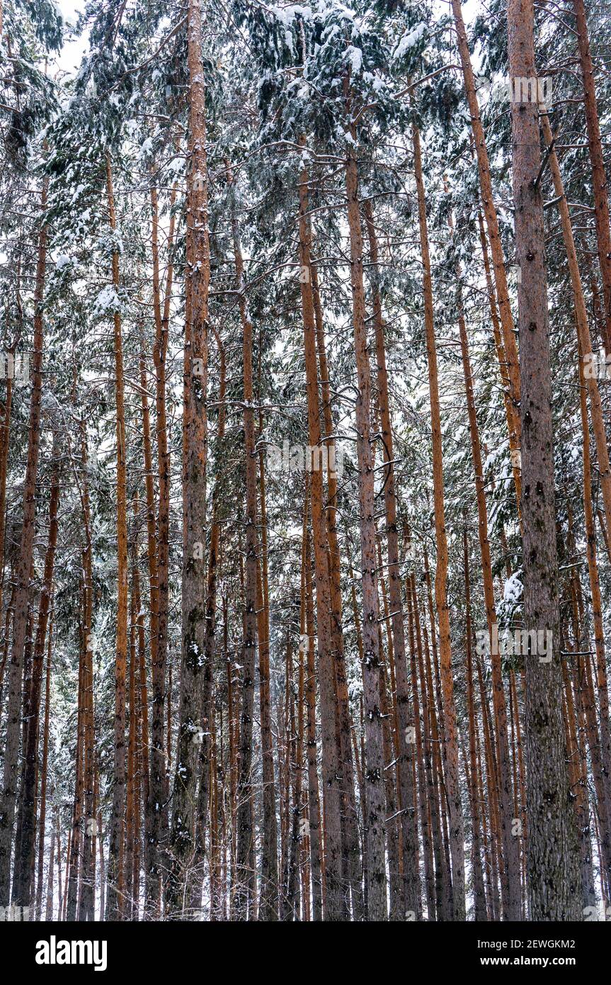 Pinewood with snow hi-res stock photography and images - Alamy
