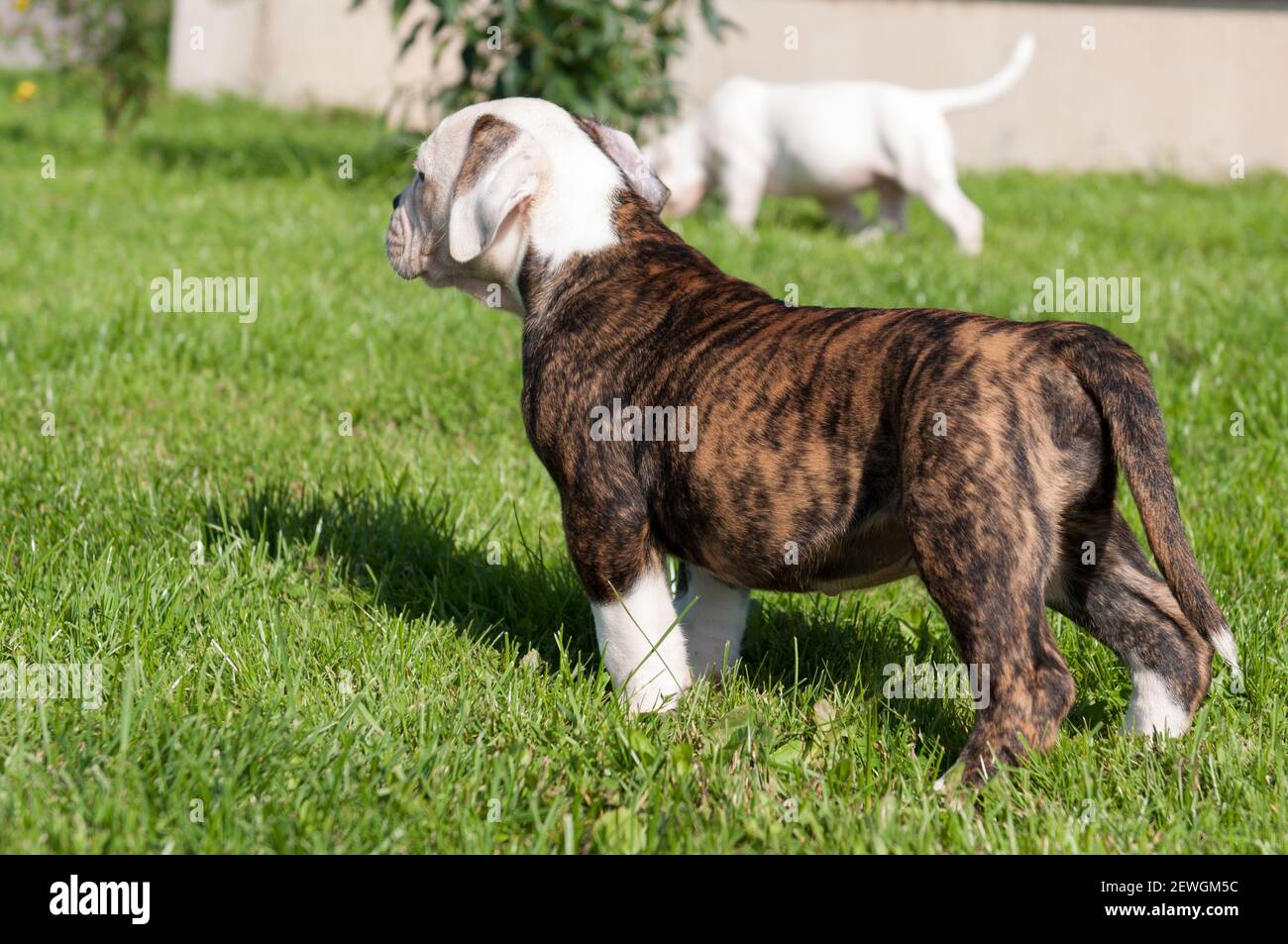 Funny brindle coat American Bulldog puppy dog Stock Photo - Alamy