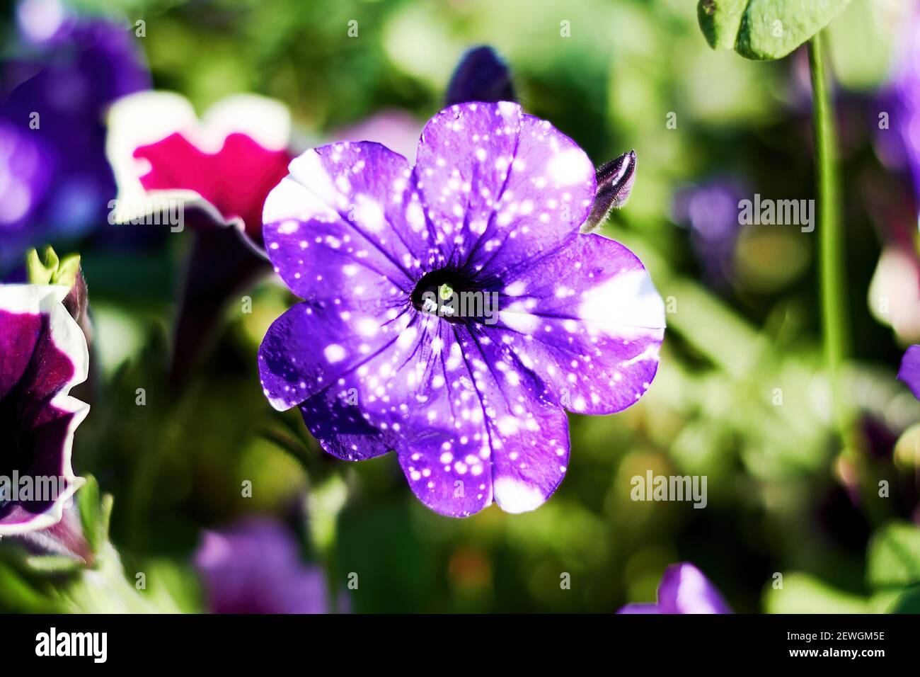 Purple spotted petunia flowers in the garden on the green lawn. Flowers ...