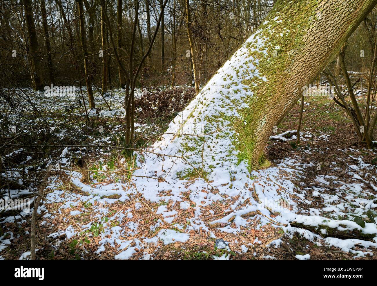 Bent oak tree in winter hi-res stock photography and images - Alamy