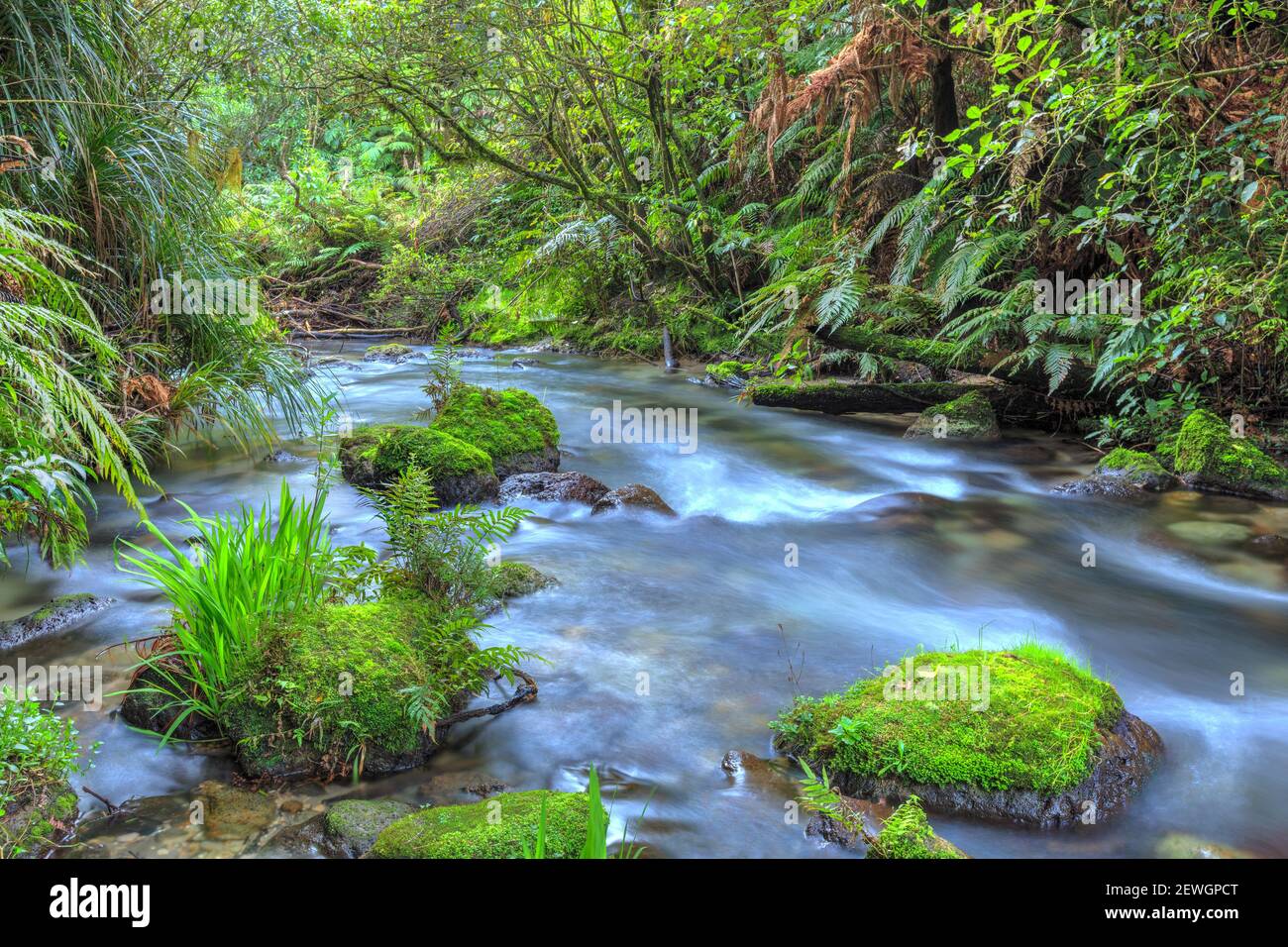 Moss rocks trees hi-res stock photography and images - Alamy