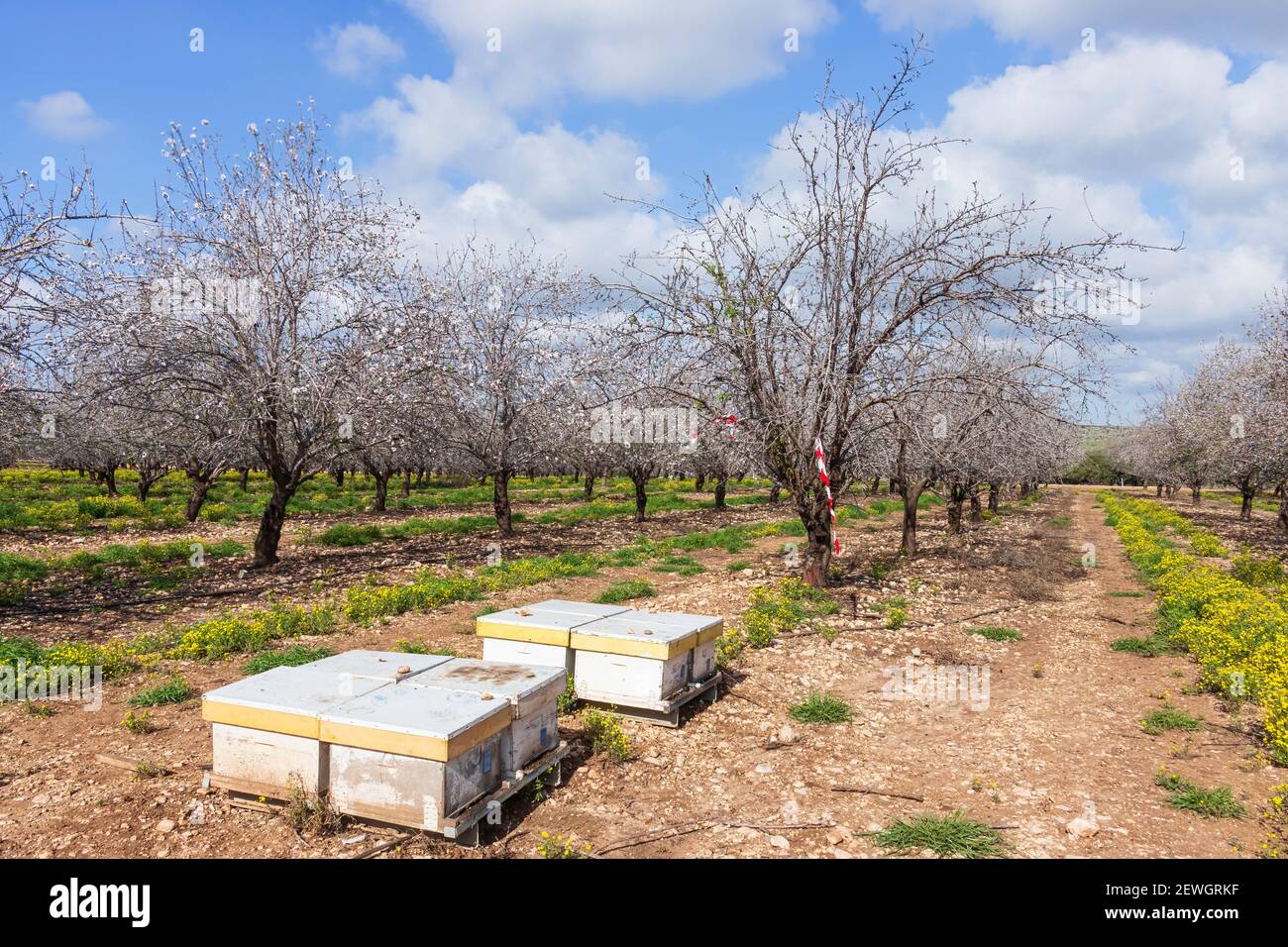 Bee hives in orchard hi-res stock photography and images - Alamy