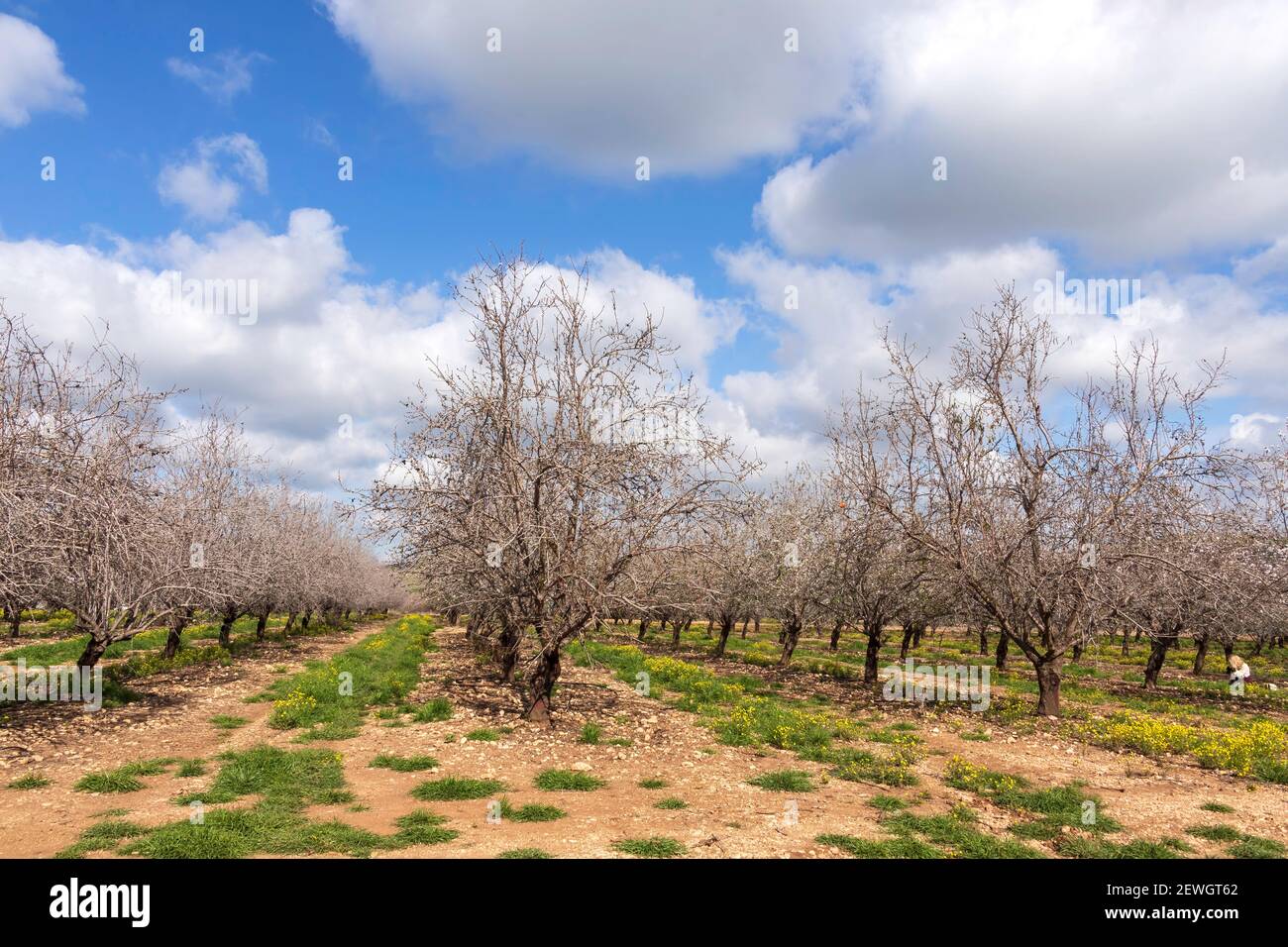 Orchard israel hi-res stock photography and images - Alamy