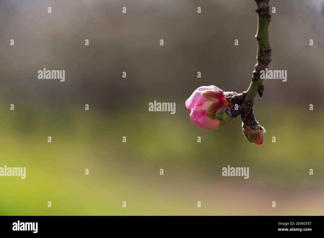 Almond bud hi-res stock photography and images - Alamy