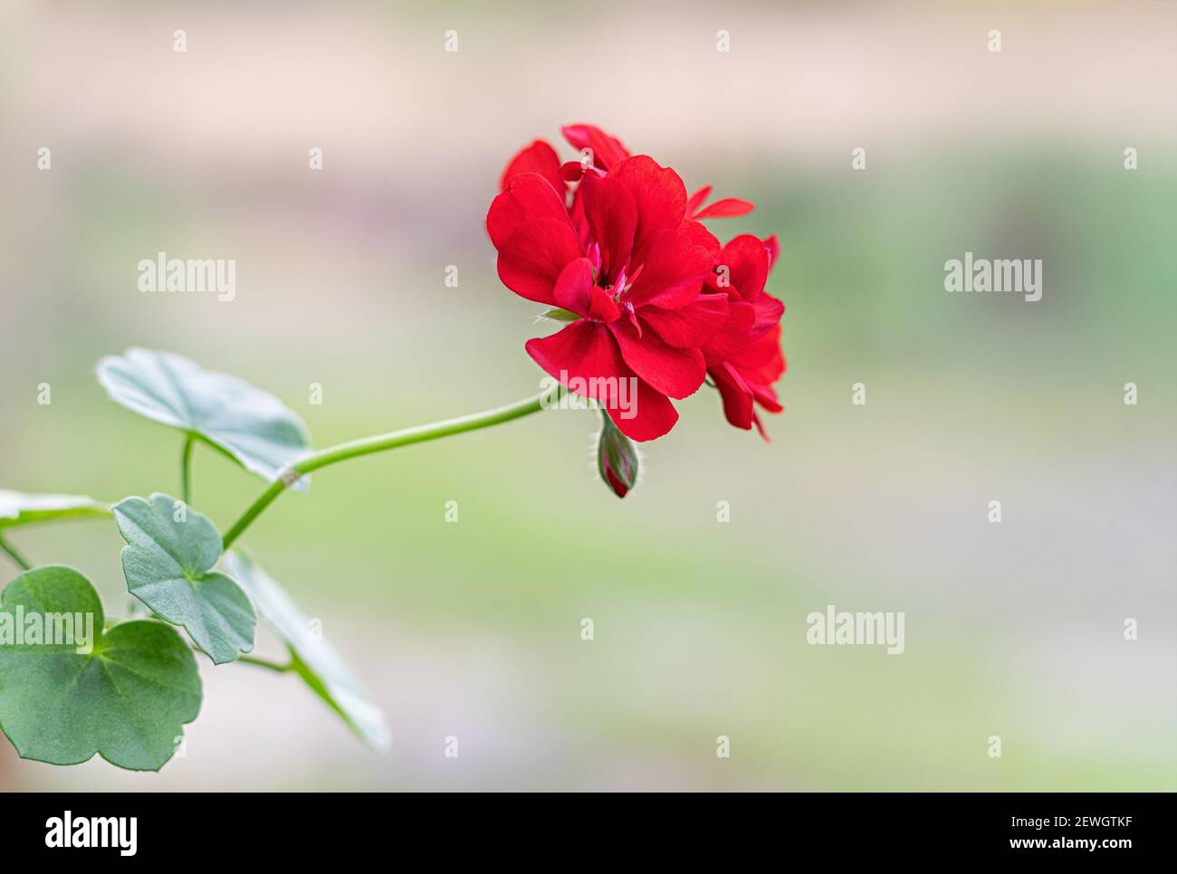 Red geranium flowers in summer garden. Red Pelargonium close up. Blooming indoor plants Stock ...