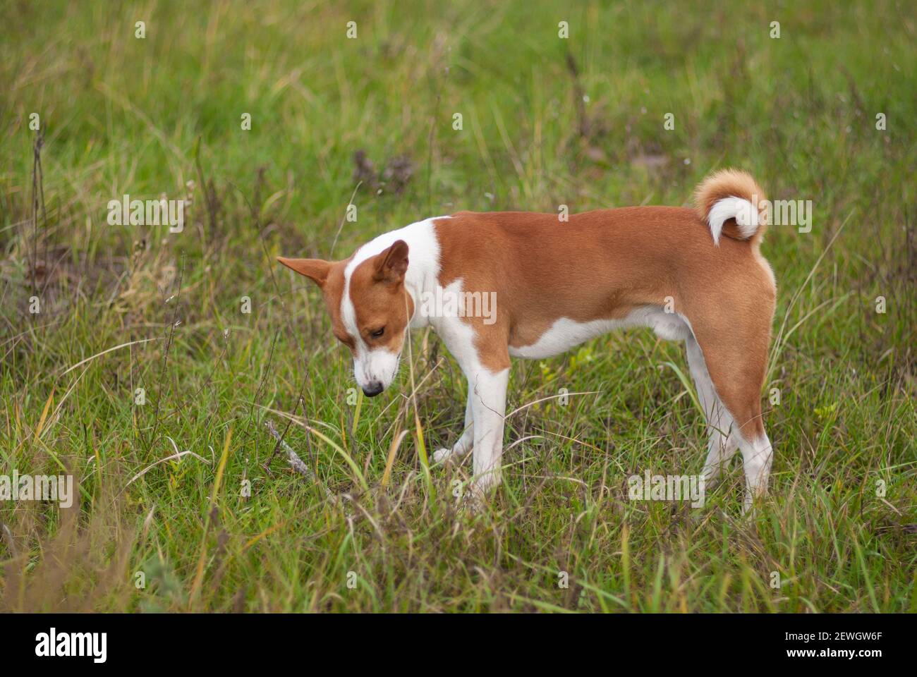 in burrow Cute Basenji dog - troop leader standing in the wild autumnal ...