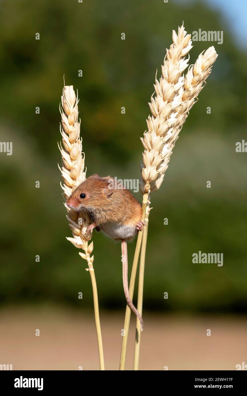 Harvest mouse stalk hi-res stock photography and images - Alamy