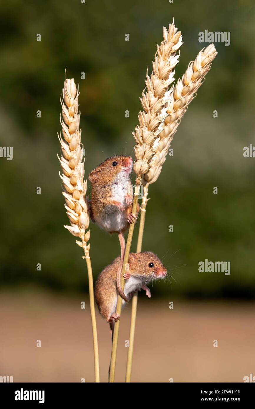 Harvest mice (Micromys minutus) on wheat stalks, Holt, Dorset, UK Stock ...
