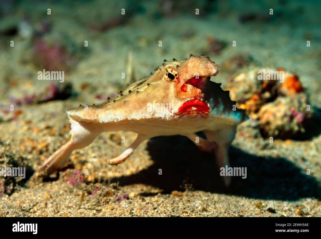 Galapagos red lipped batfish hi-res stock photography and images - Alamy