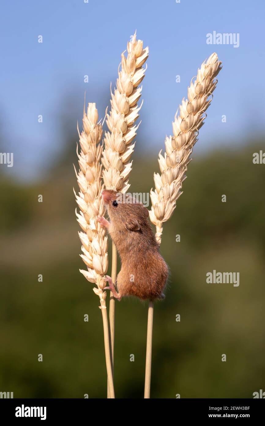 Harvest mouse on wheat stalk hi-res stock photography and images - Alamy