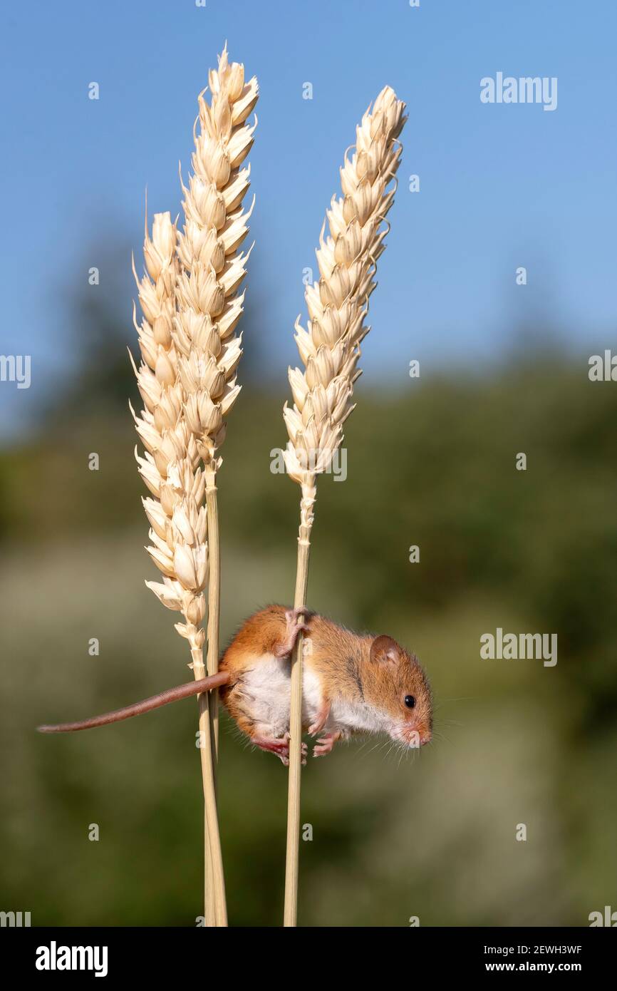 Harvest mouse on wheat stalk hi-res stock photography and images - Alamy