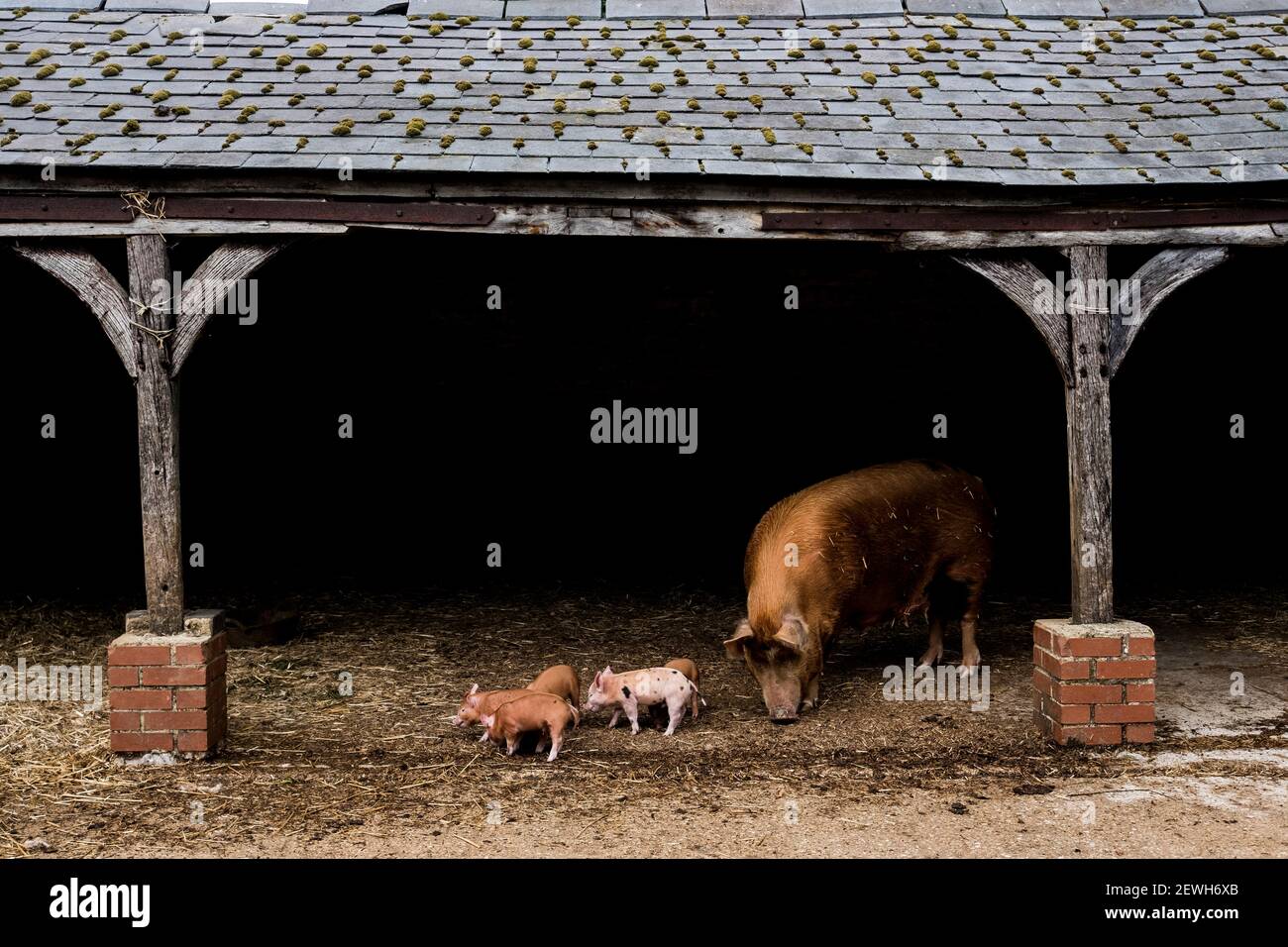 Tamworth sow with her piglets in an open barn on a farm Stock Photo - Alamy
