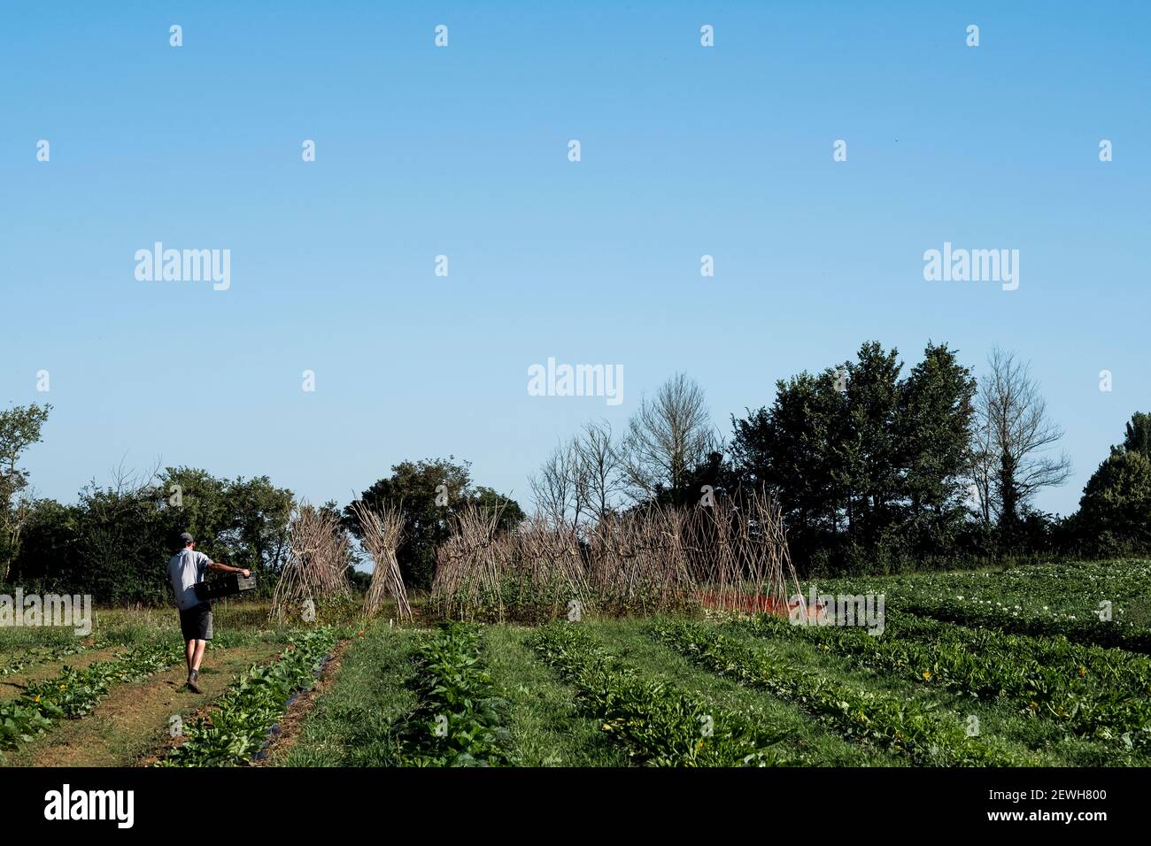 Man walking along vegetable field on a farm Stock Photo - Alamy