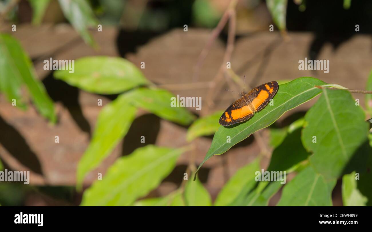 A beautiful butterly (Telenassa sp.) in nature close to Chapada dos ...