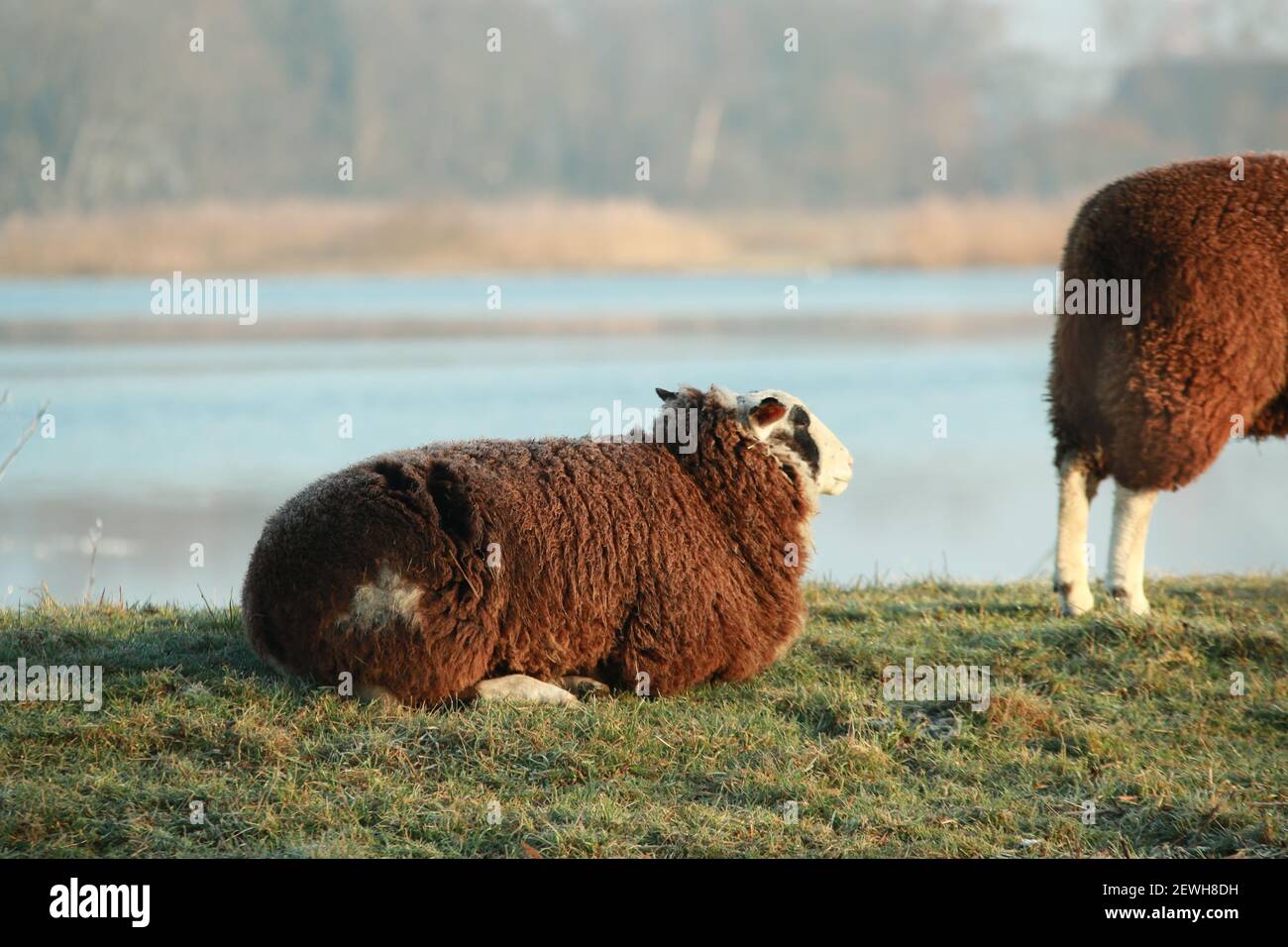 Hissar Sheep High Resolution Stock Photography and Images - Alamy