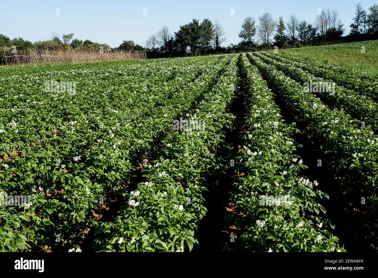 View along rows of vegetables on a farm Stock Photo - Alamy