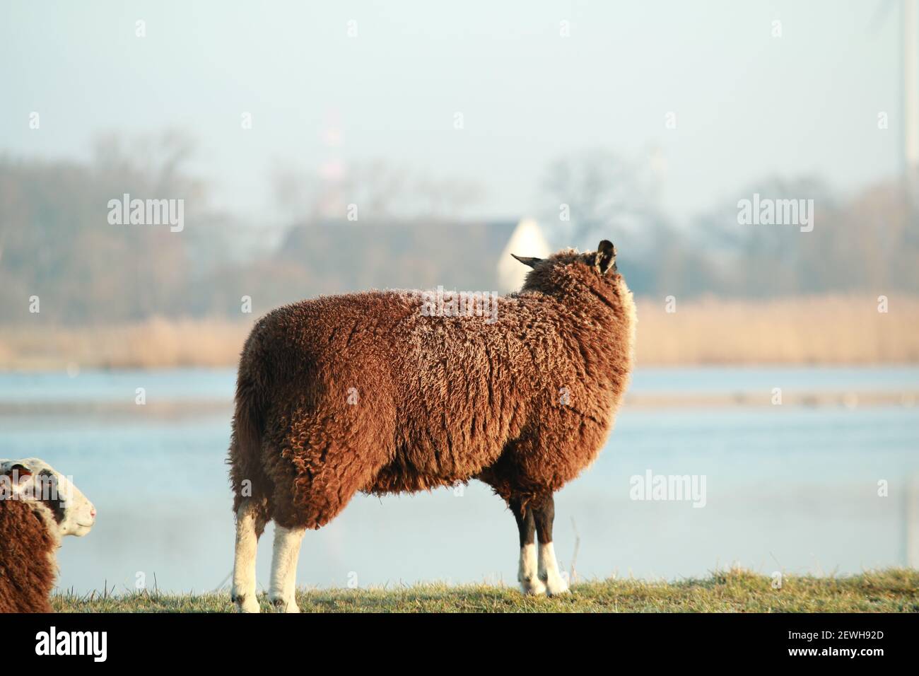 Hissar Sheep High Resolution Stock Photography and Images - Alamy