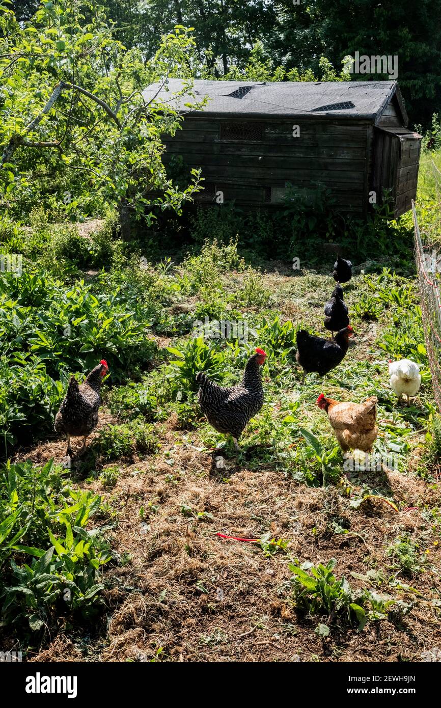Chickens outside a chicken coop on a farm Stock Photo - Alamy