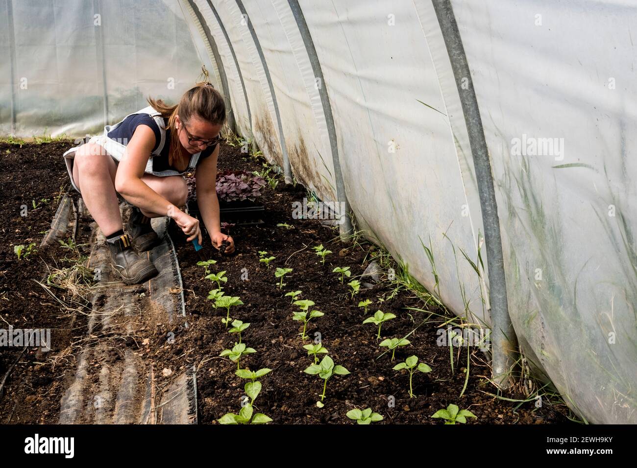 Woman kneeling in a poly tunnel, planting seedlings Stock Photo - Alamy