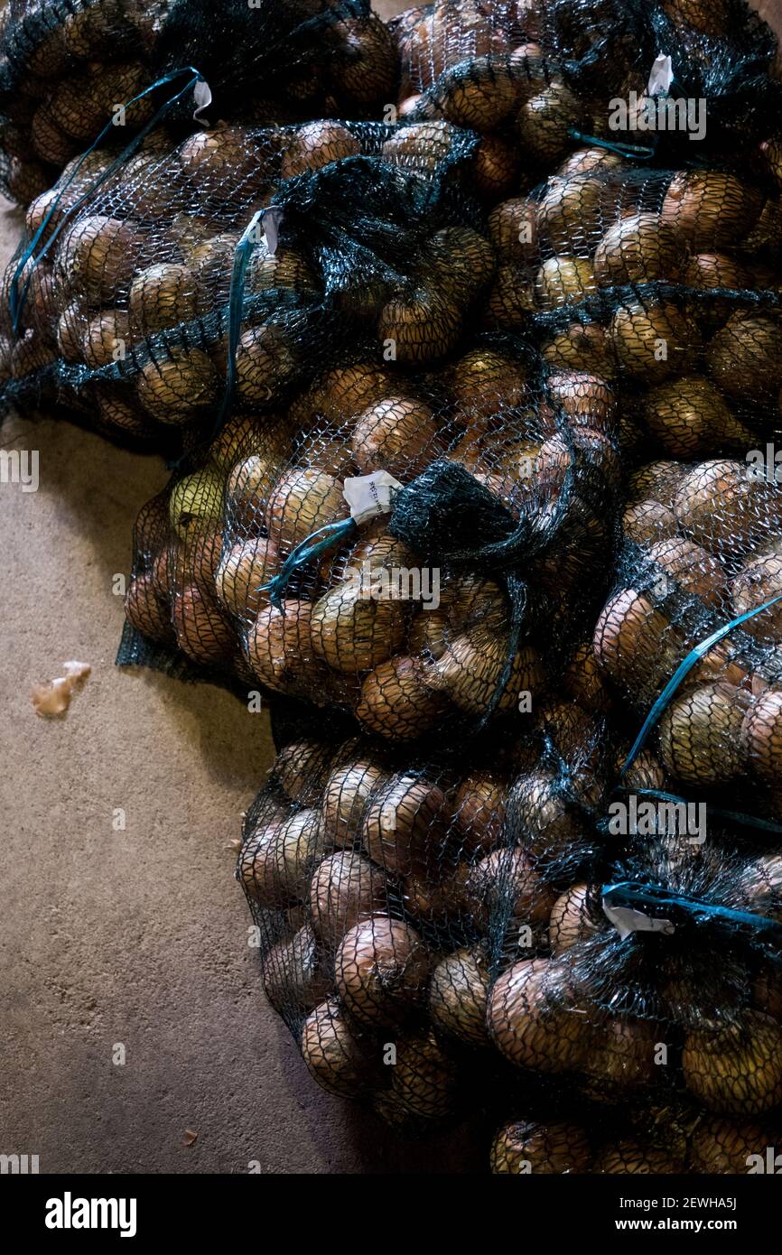 High angle close up of nets of freshly picked onions Stock Photo - Alamy