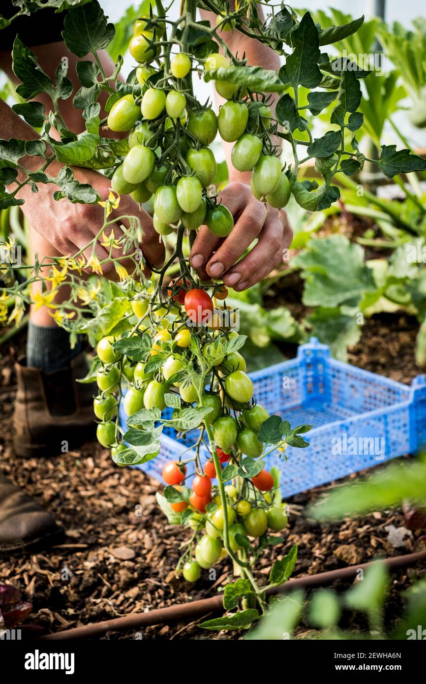 High angle close up of farmer picking vine tomatoes Stock Photo - Alamy